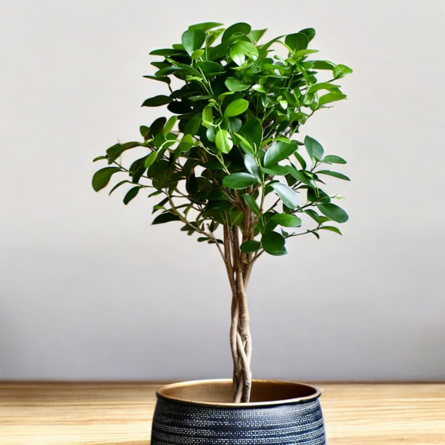 IndNursery : India's No 1 Online Plant and Seeds Store. Buy High ...